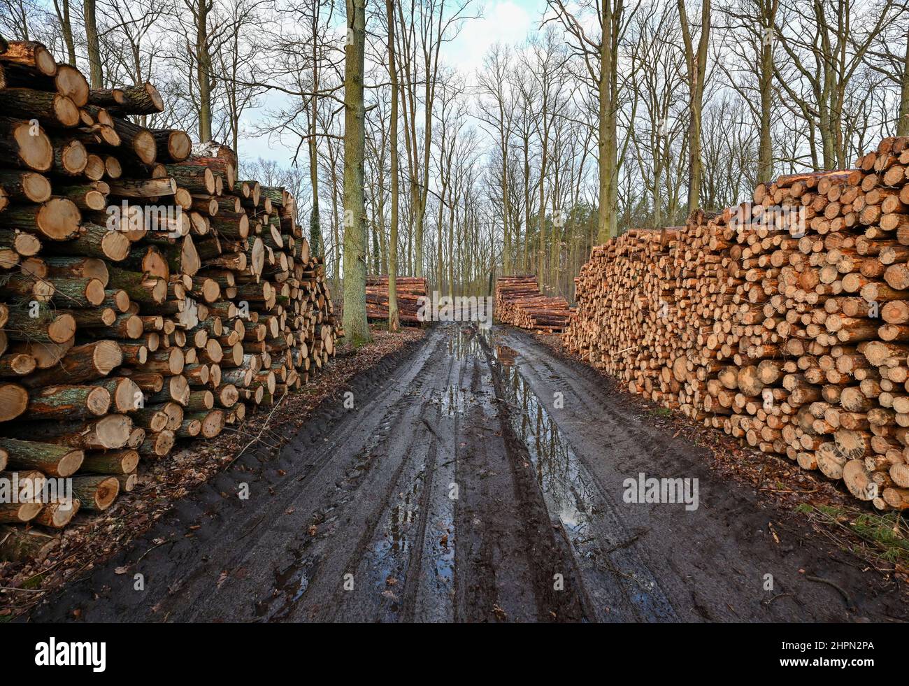 Spreetal, Germany. 22nd Feb, 2022. Oak logs (l) and pine logs lie on a ...