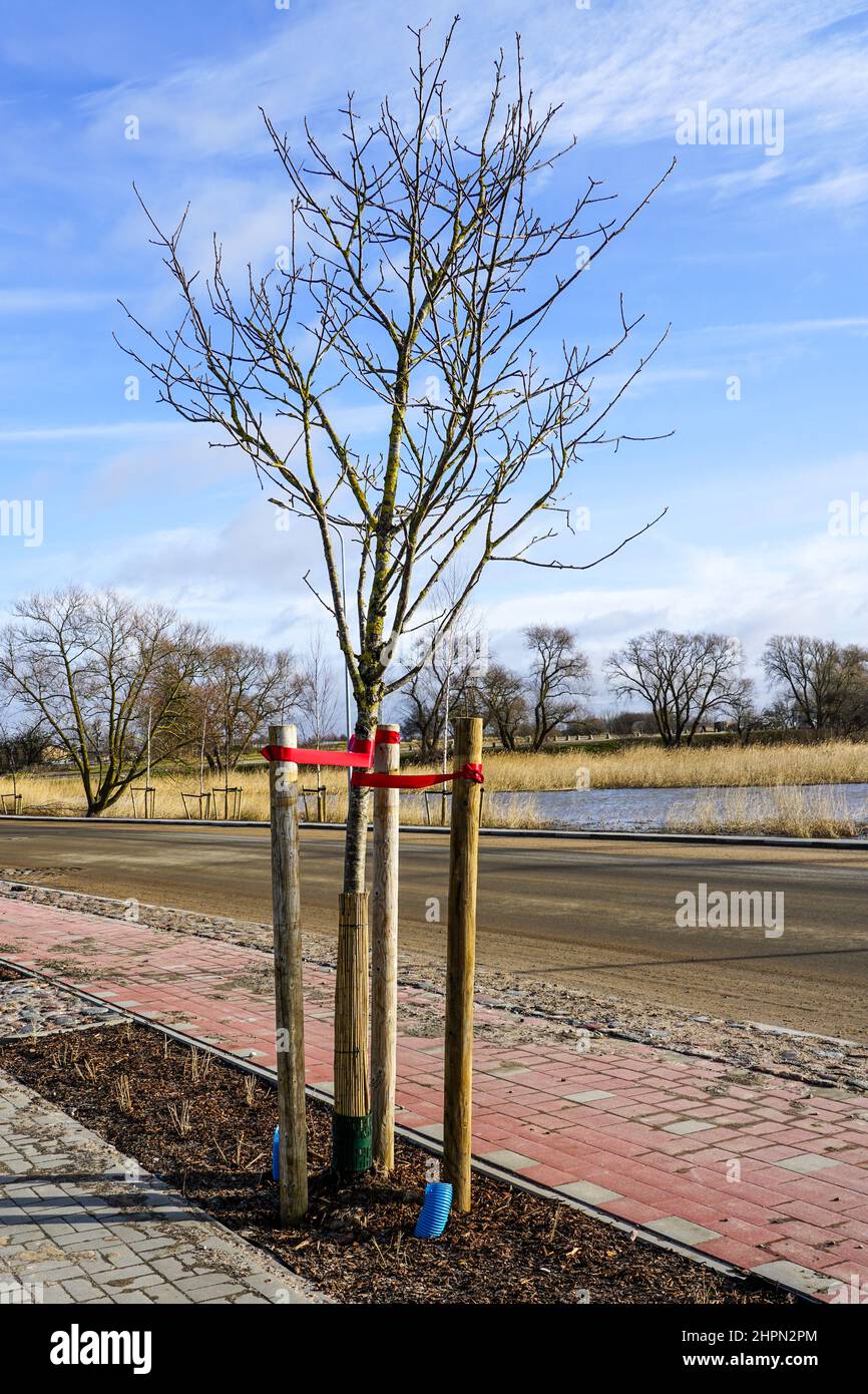 improvement of the city infrastructure, newly planted tree at roadside ...