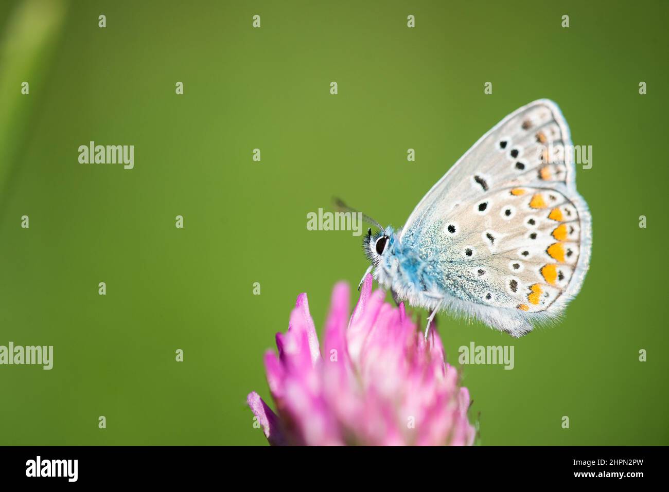 The common blue butterfly or European common blue (Polyommatus icarus ...
