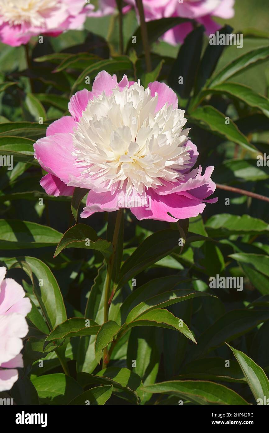 Pink Hawaiian Coral Peony (Paeonia 'Pink Hawaiian Coral'). Hybrid ...