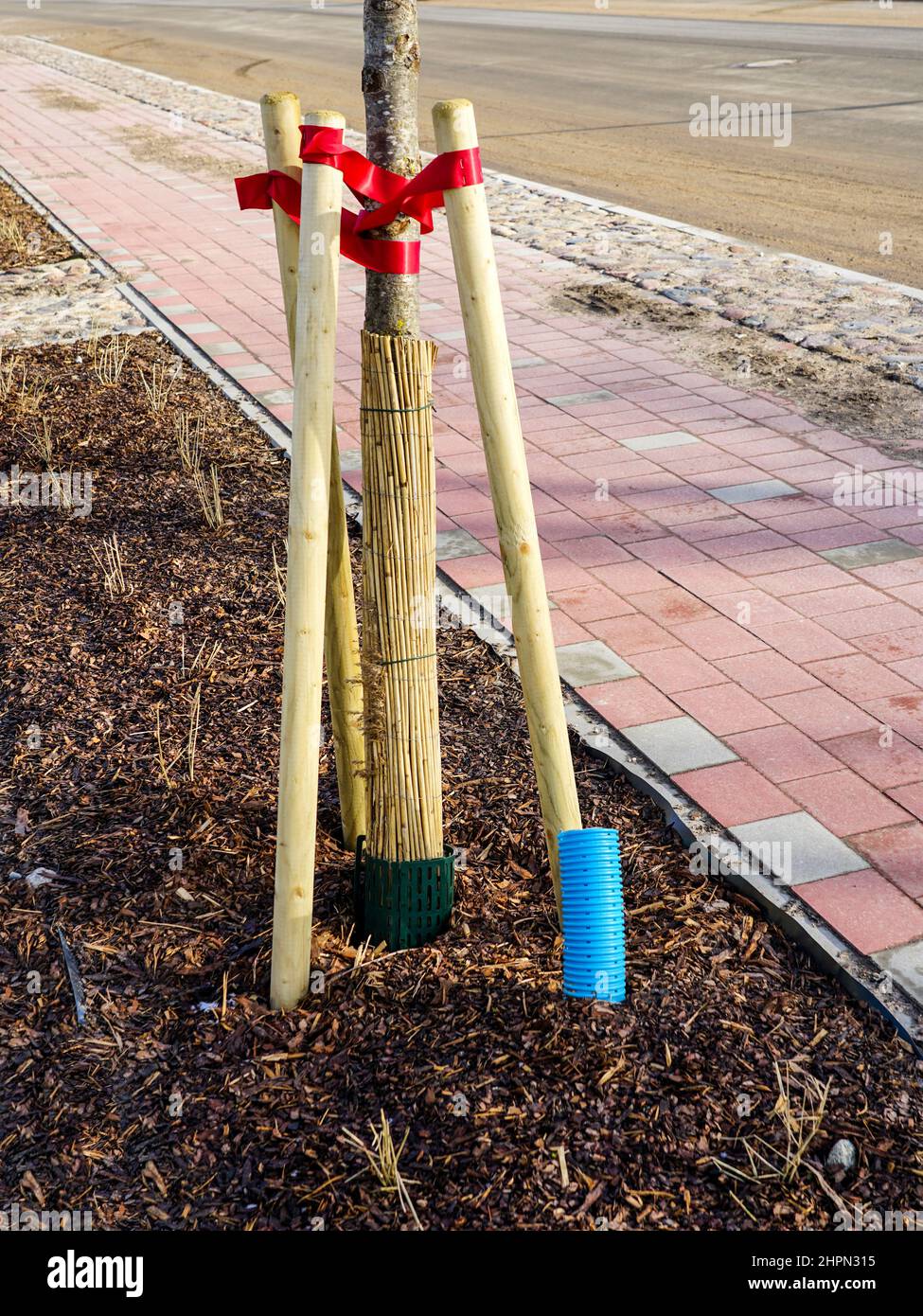 improvement of the city infrastructure, newly planted tree at roadside ...