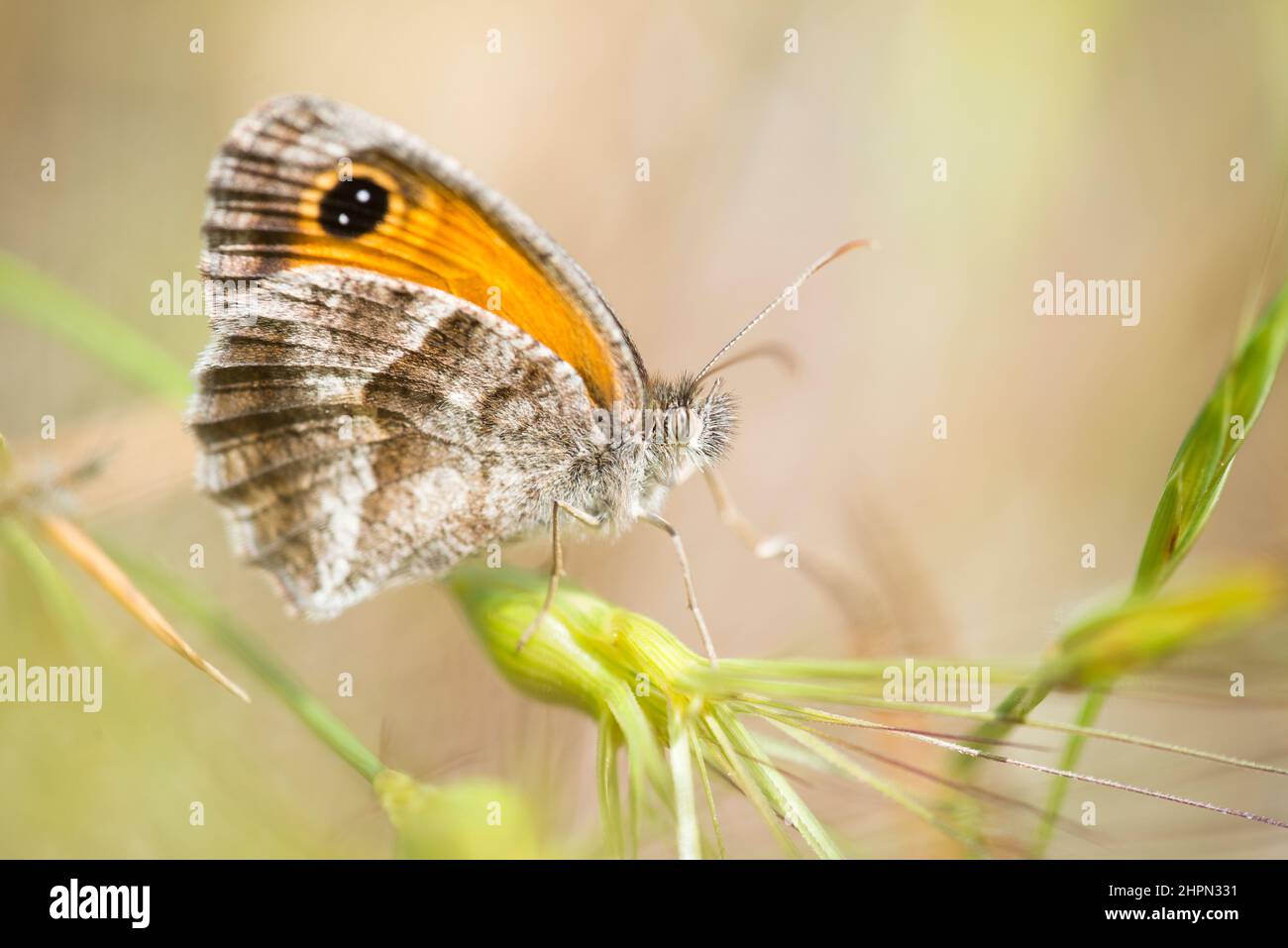 Pyronia cecilia, the southern gatekeeper, is a butterfly of Southern ...