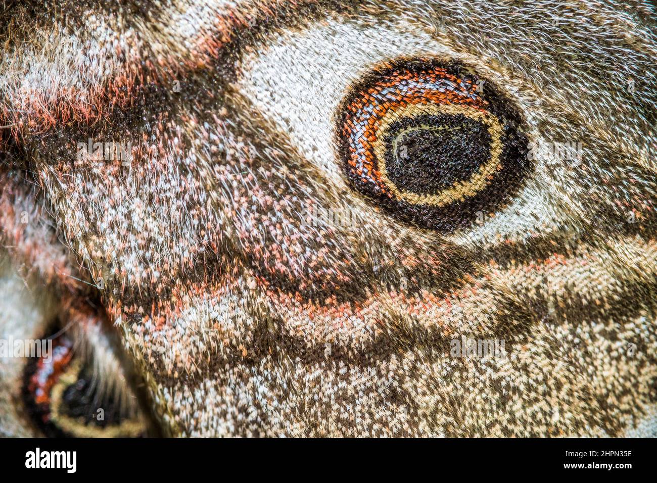 Saturnia pavonia, the small emperor moth, is a moth of the family ...