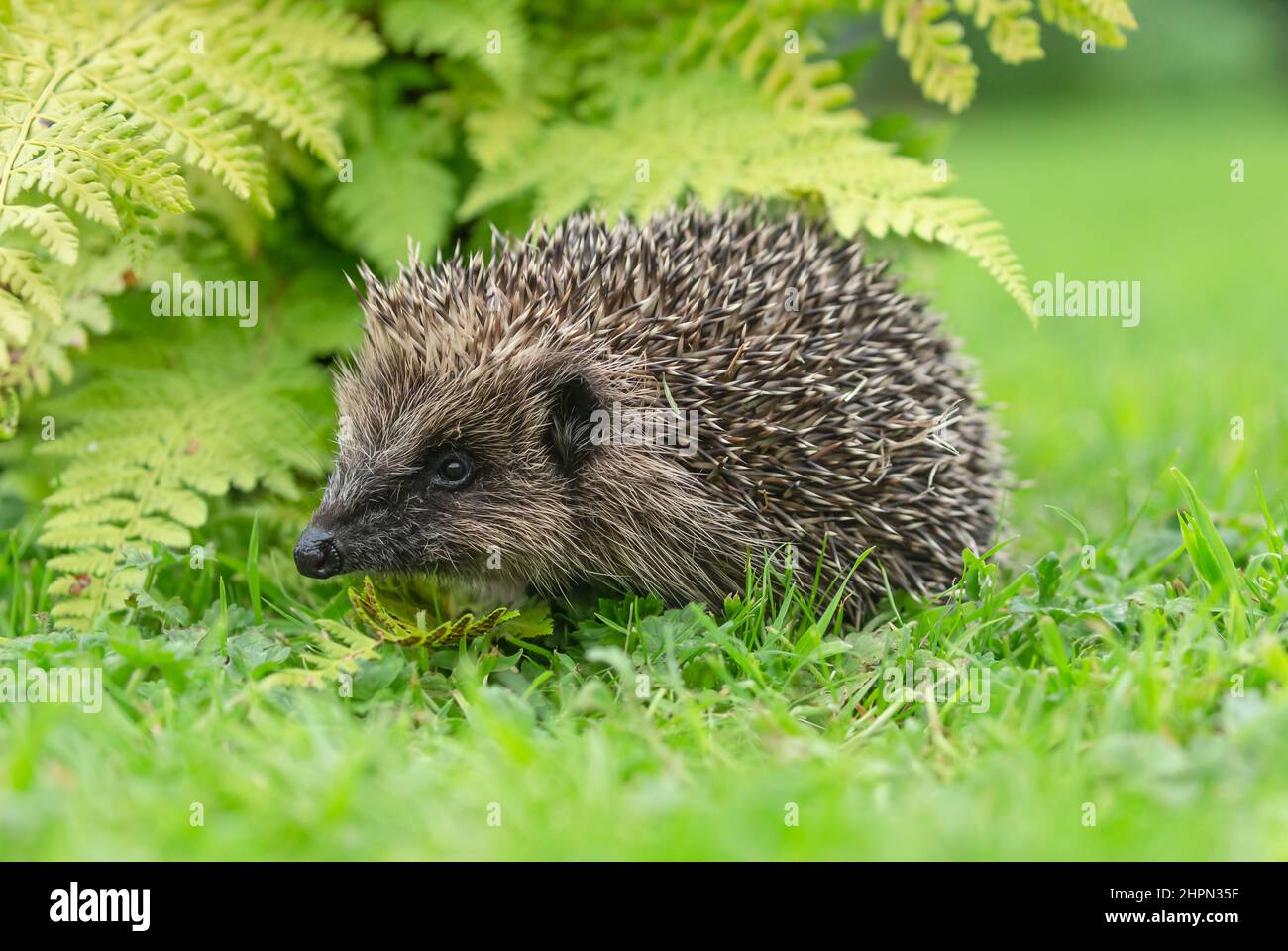 Hedgehog, Scientific name: Erinaceus Europaeus. Close up of a wild ...