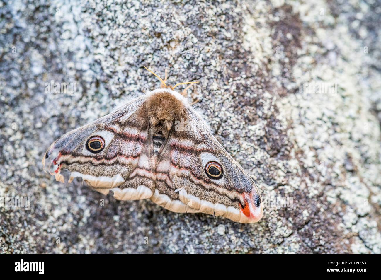 Saturnia pavonia, the small emperor moth, is a moth of the family ...