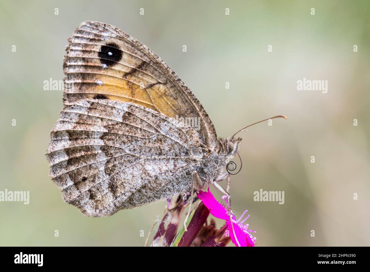Satyrus ferula, the great sooty satyr, is a butterfly of the family ...