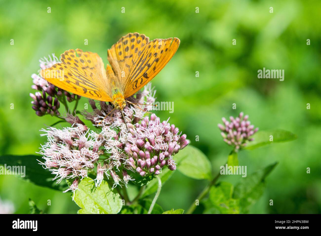 The silver-washed fritillary (Argynnis paphia) is a common and variable ...