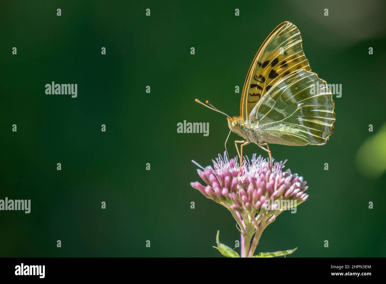 The silver-washed fritillary (Argynnis paphia) is a common and variable ...