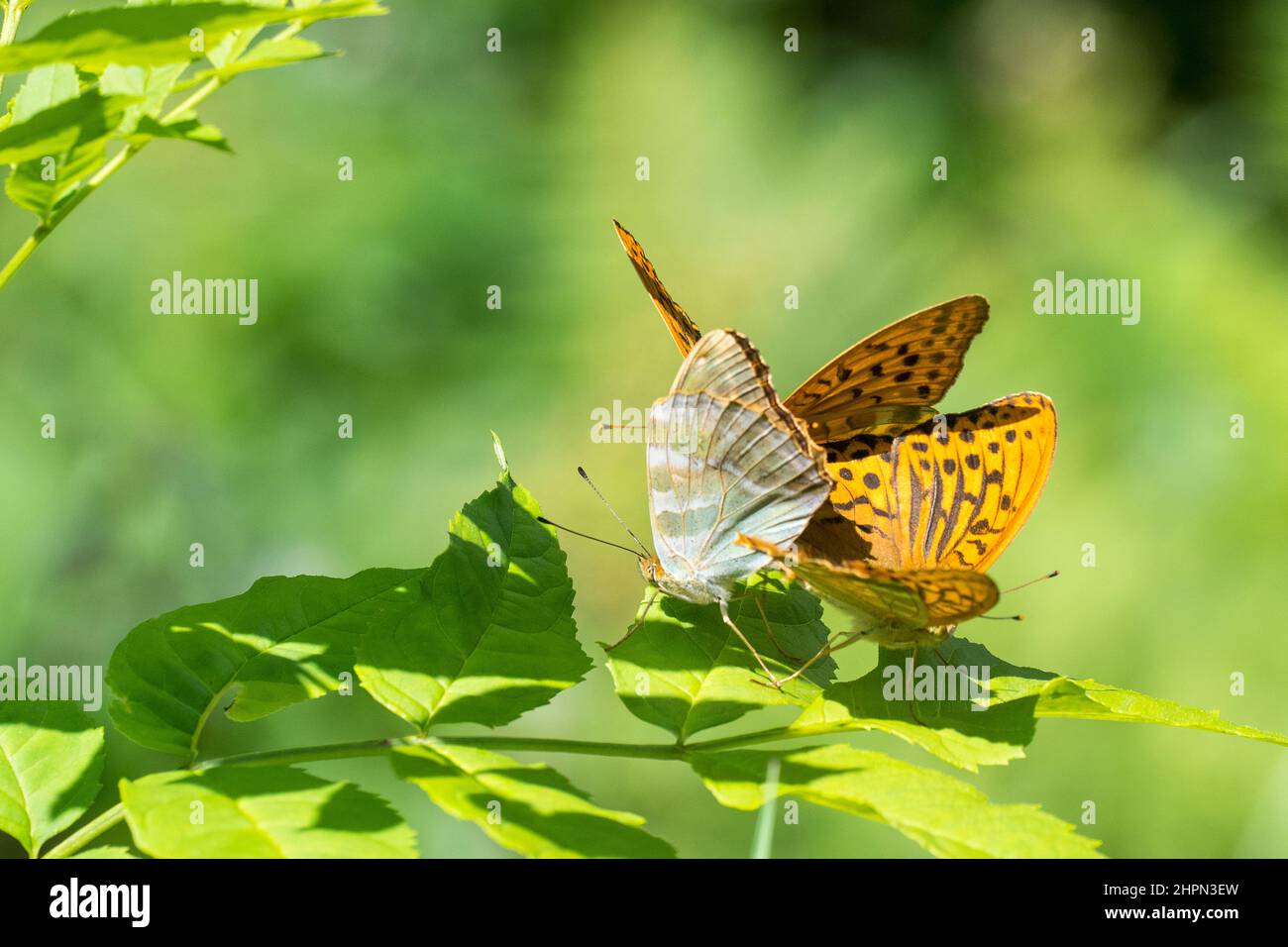 The silver-washed fritillary (Argynnis paphia) is a common and variable ...