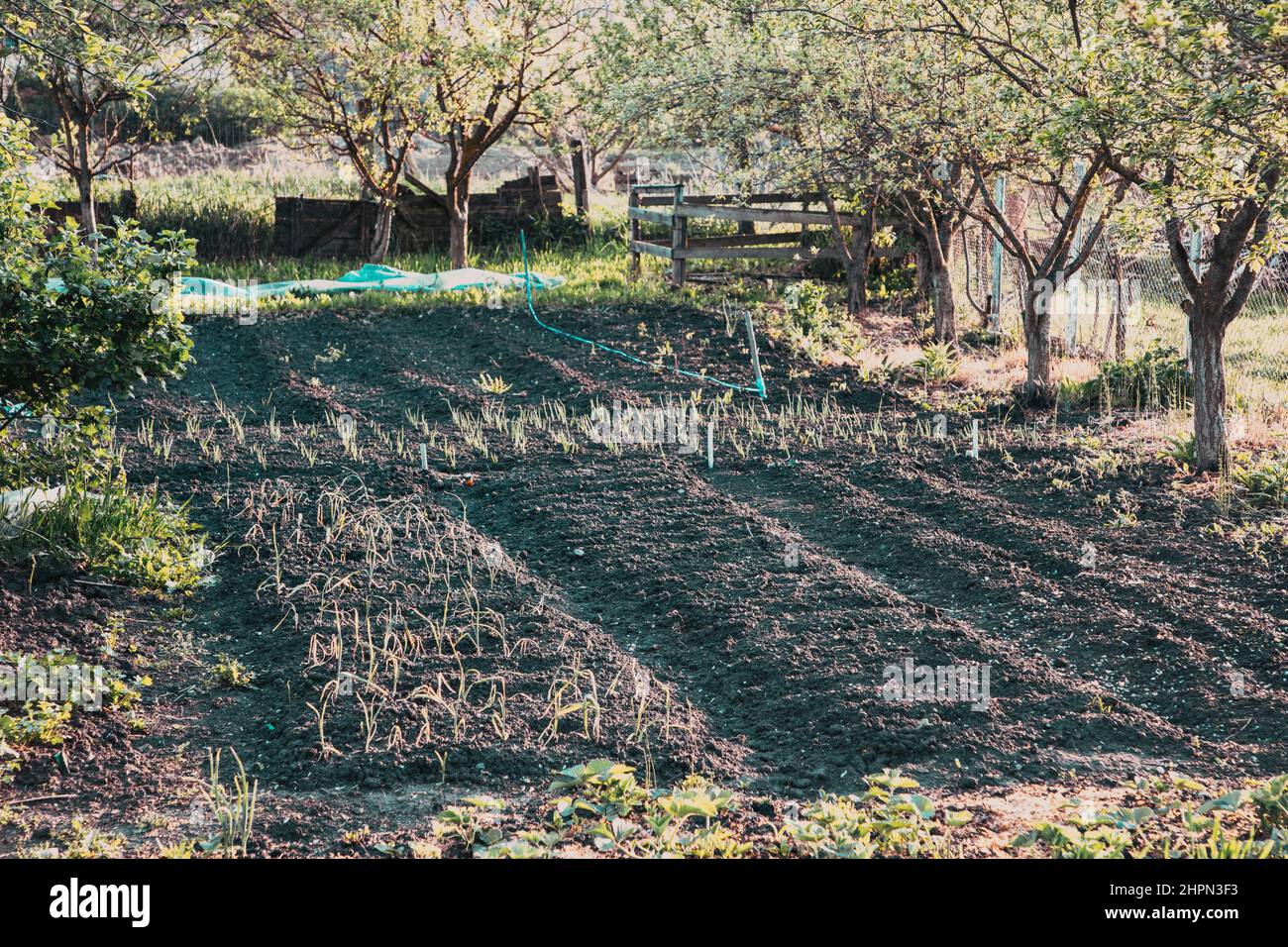 vegetable garden in spring small farm permaculture concept Stock Photo ...
