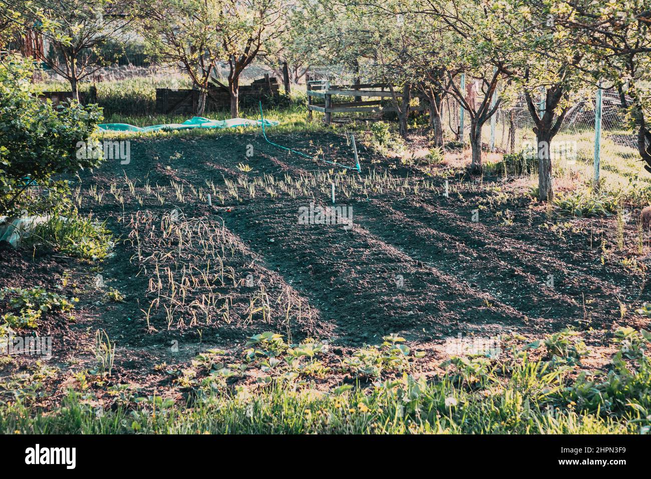 vegetable garden in spring small farm permaculture concept Stock Photo ...