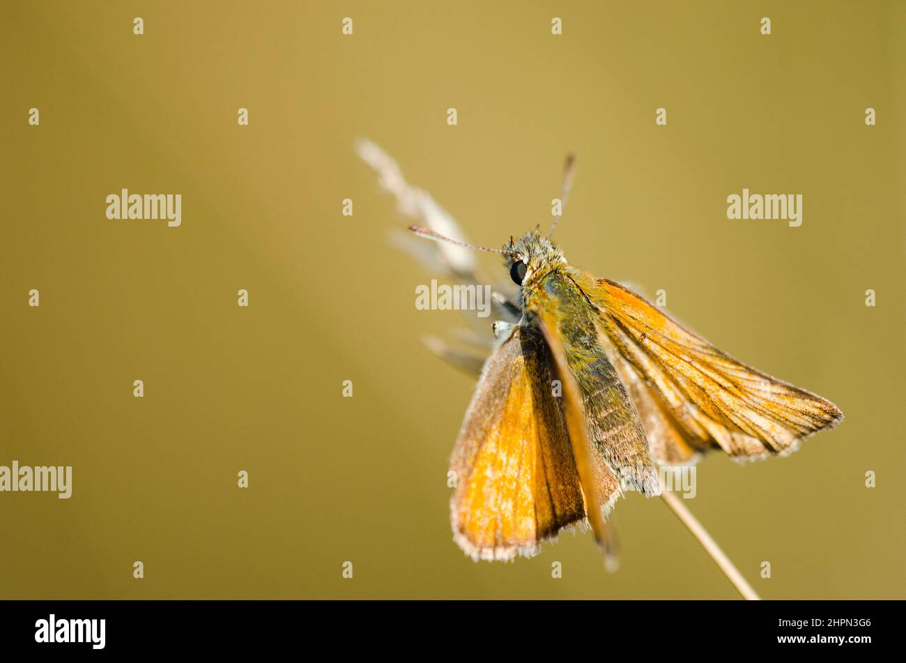 Thymelicus lineola, known in Europe as the Essex skipper and in North ...