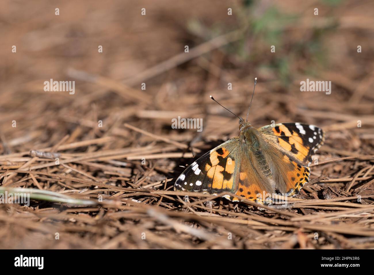 Vanessa cardui is the most widespread of all butterfly species Stock ...