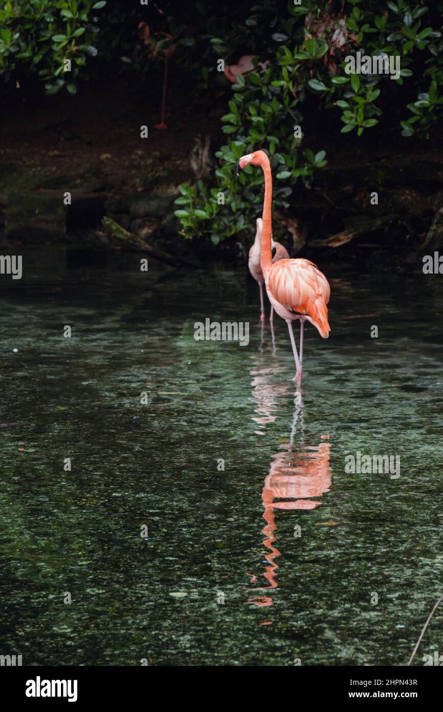 Vertical shot of flamingo in a water Stock Photo - Alamy