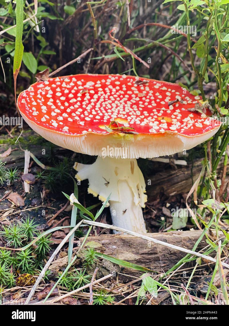 Vertical closeup shot of the Amanita Muscaria growing in the forest Stock Photo - Alamy