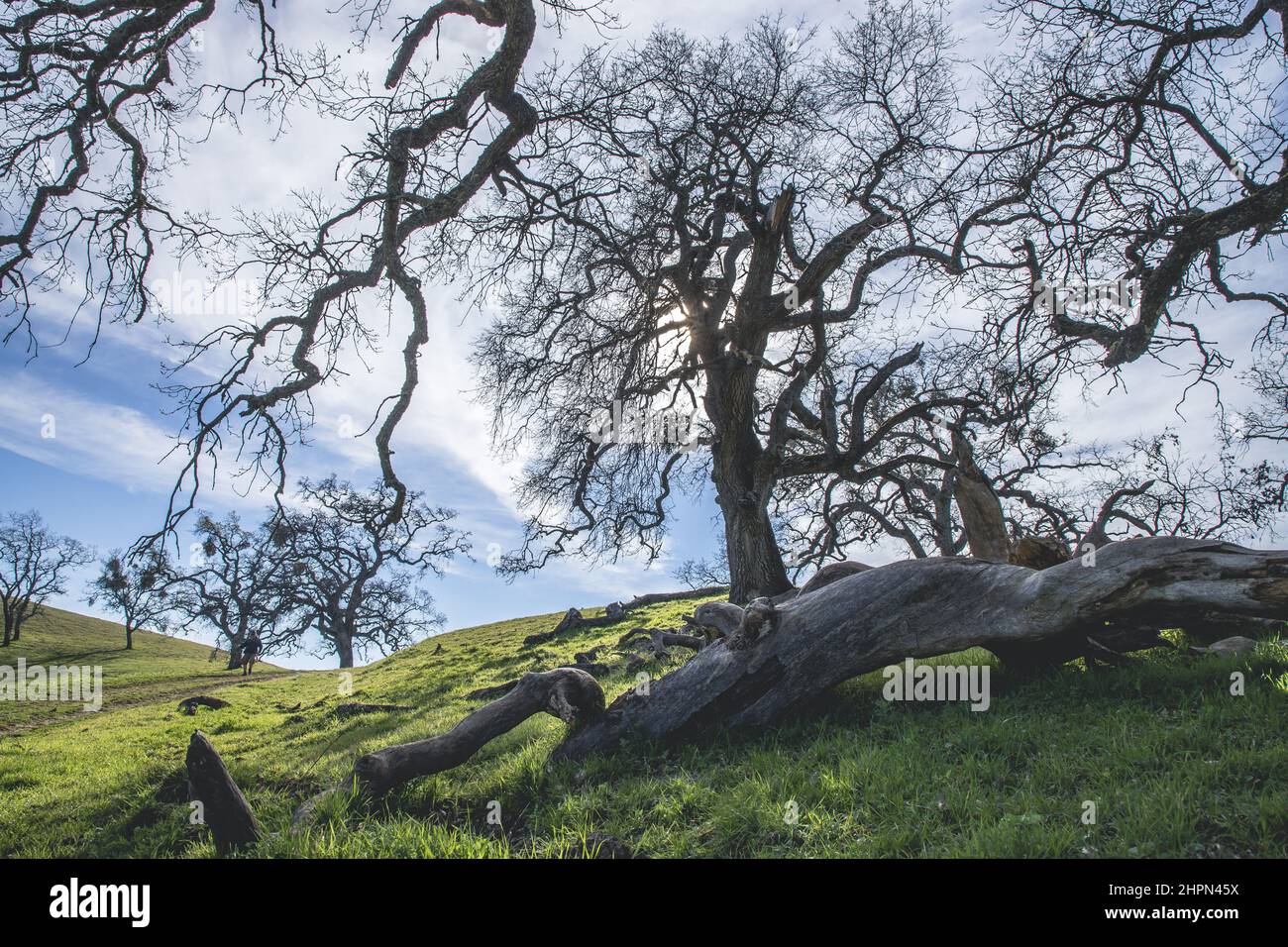 Trees with leafless branches in a field on a sunny day Stock Photo - Alamy