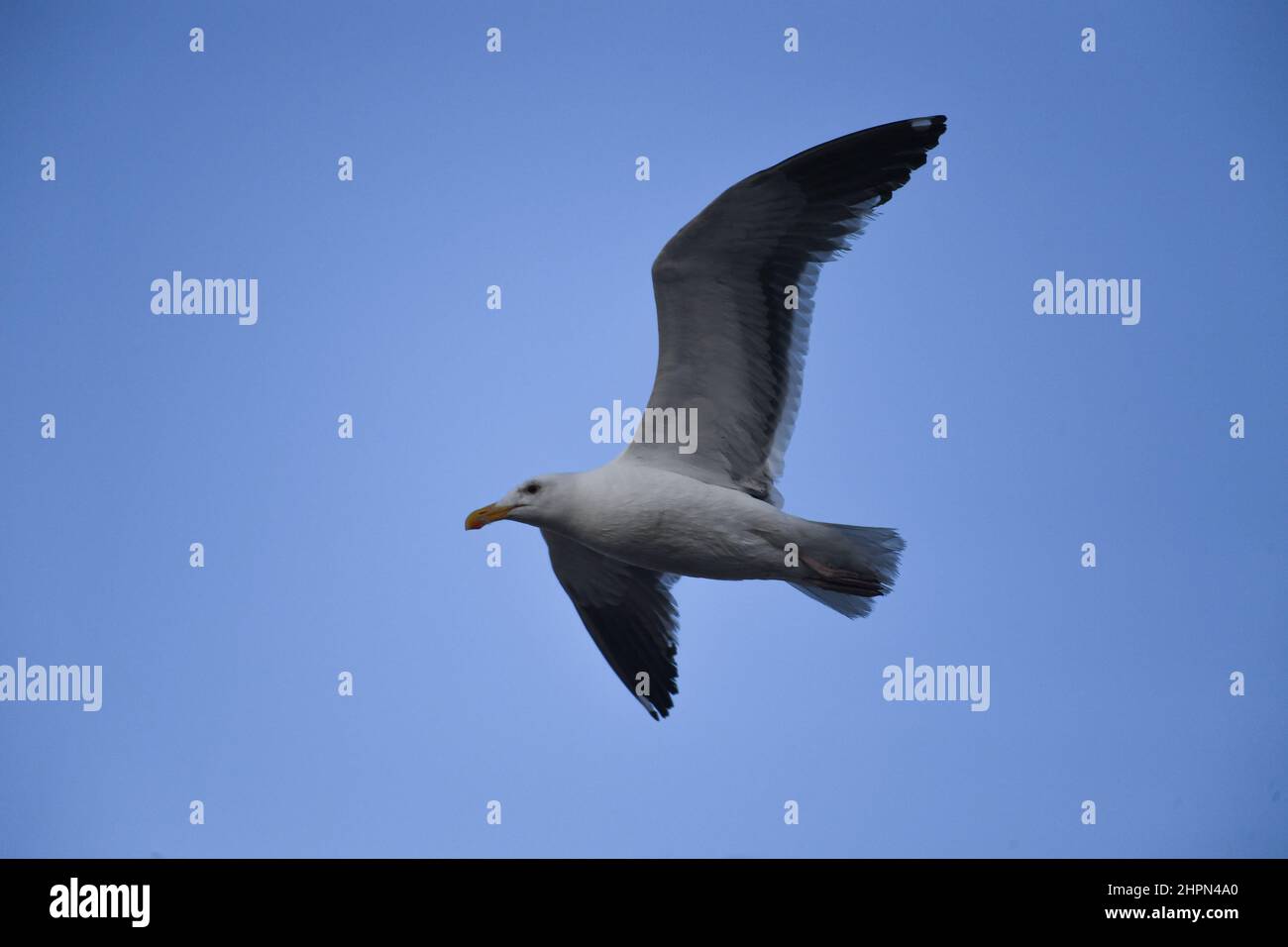 Seagull in flight Stock Photo - Alamy
