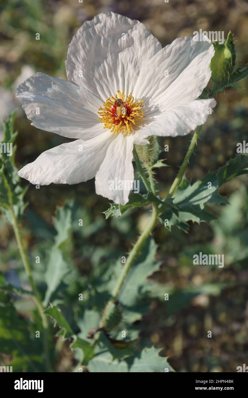 White prickly poppy (Argemone albiflora). Called Bluestem prickly poppy ...