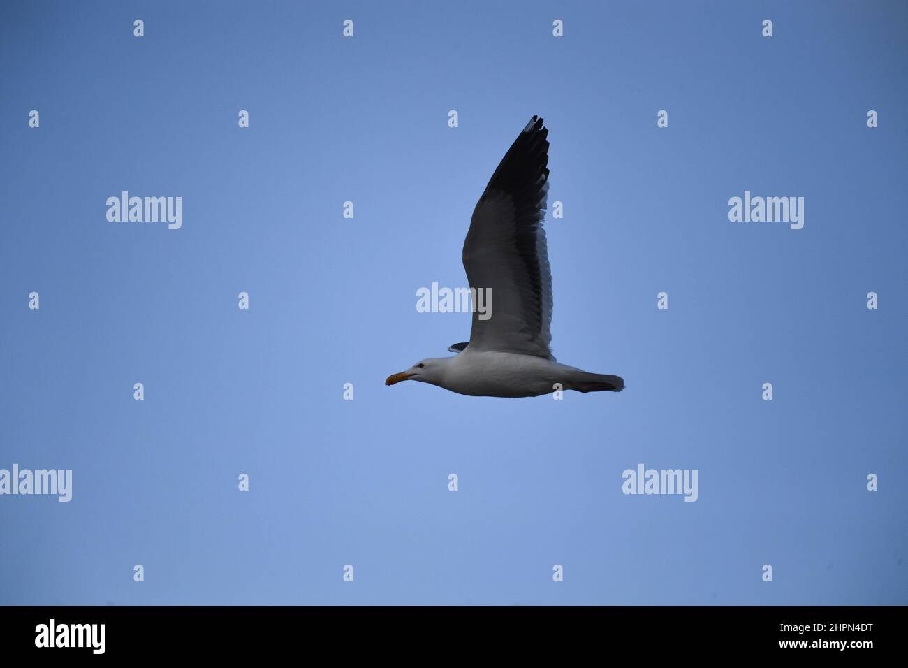 Seagull in flight Stock Photo - Alamy