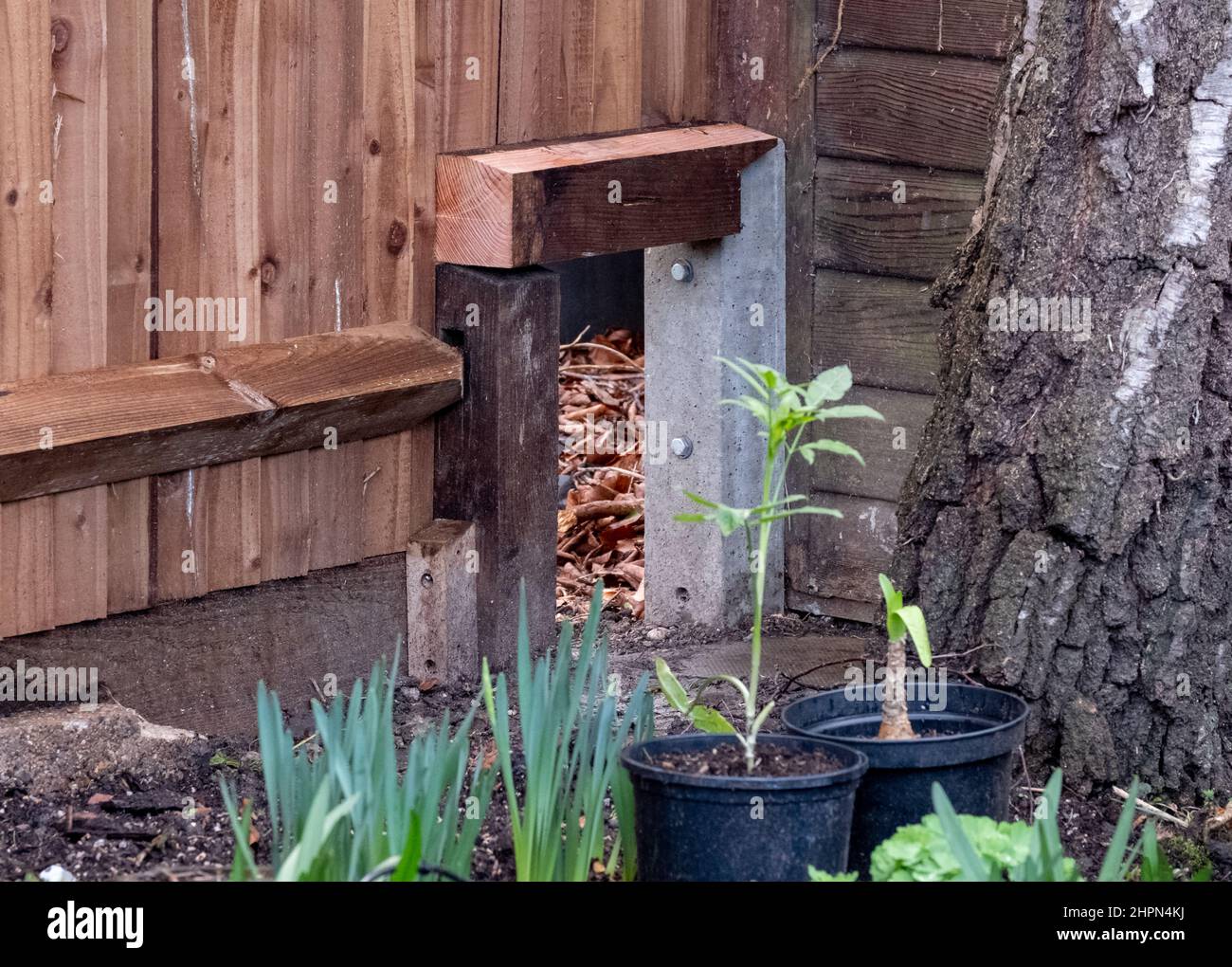 Hedgehog highway in an urban garden in London UK. The gap in the wooden ...