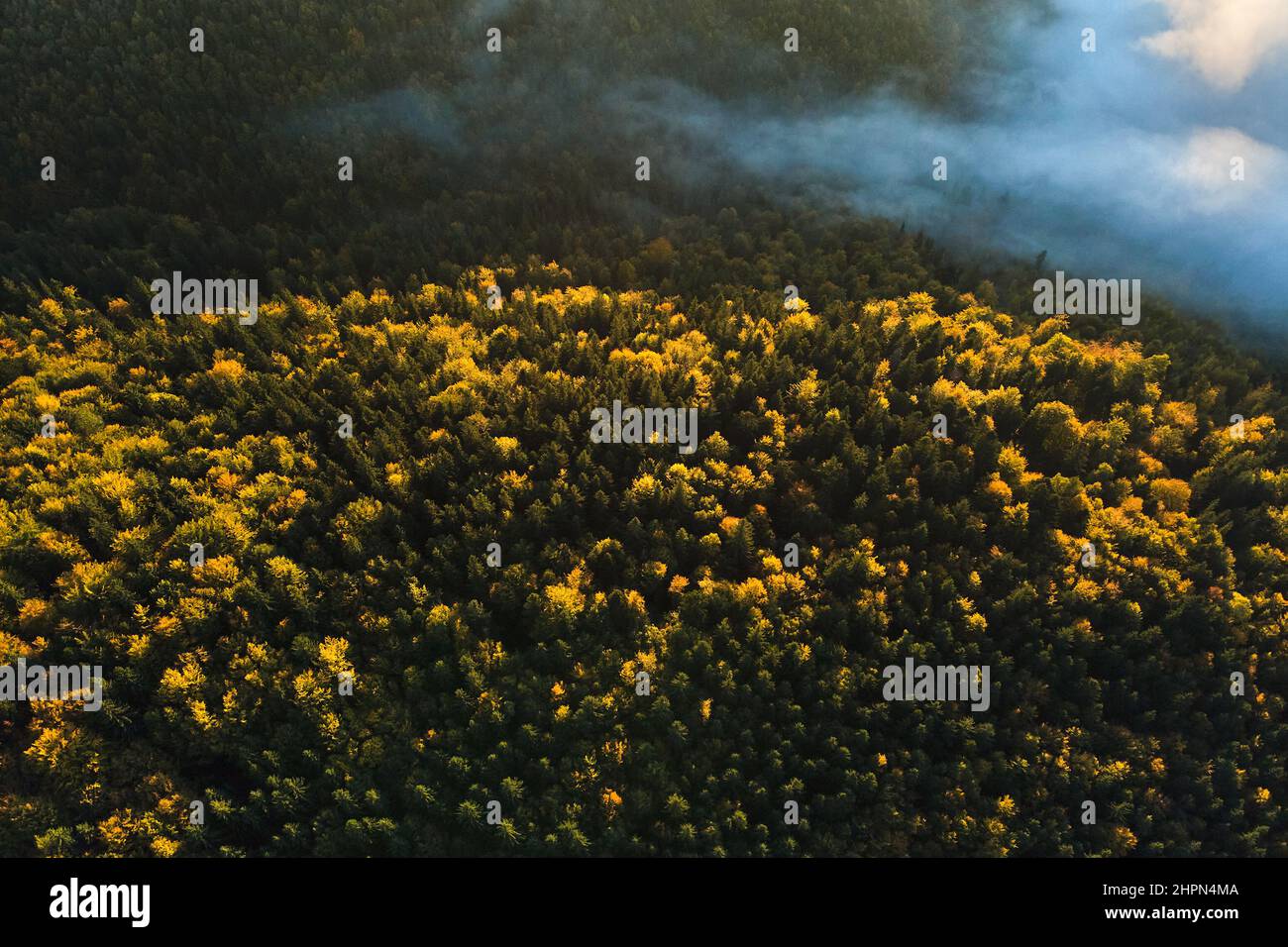 Aerial view of hillside with dark spruce forest trees at fall bright ...