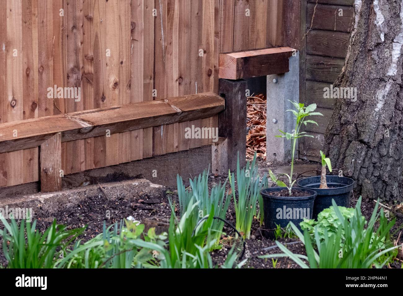 Hedgehog highway in an urban garden in London UK. The gap in the wooden ...