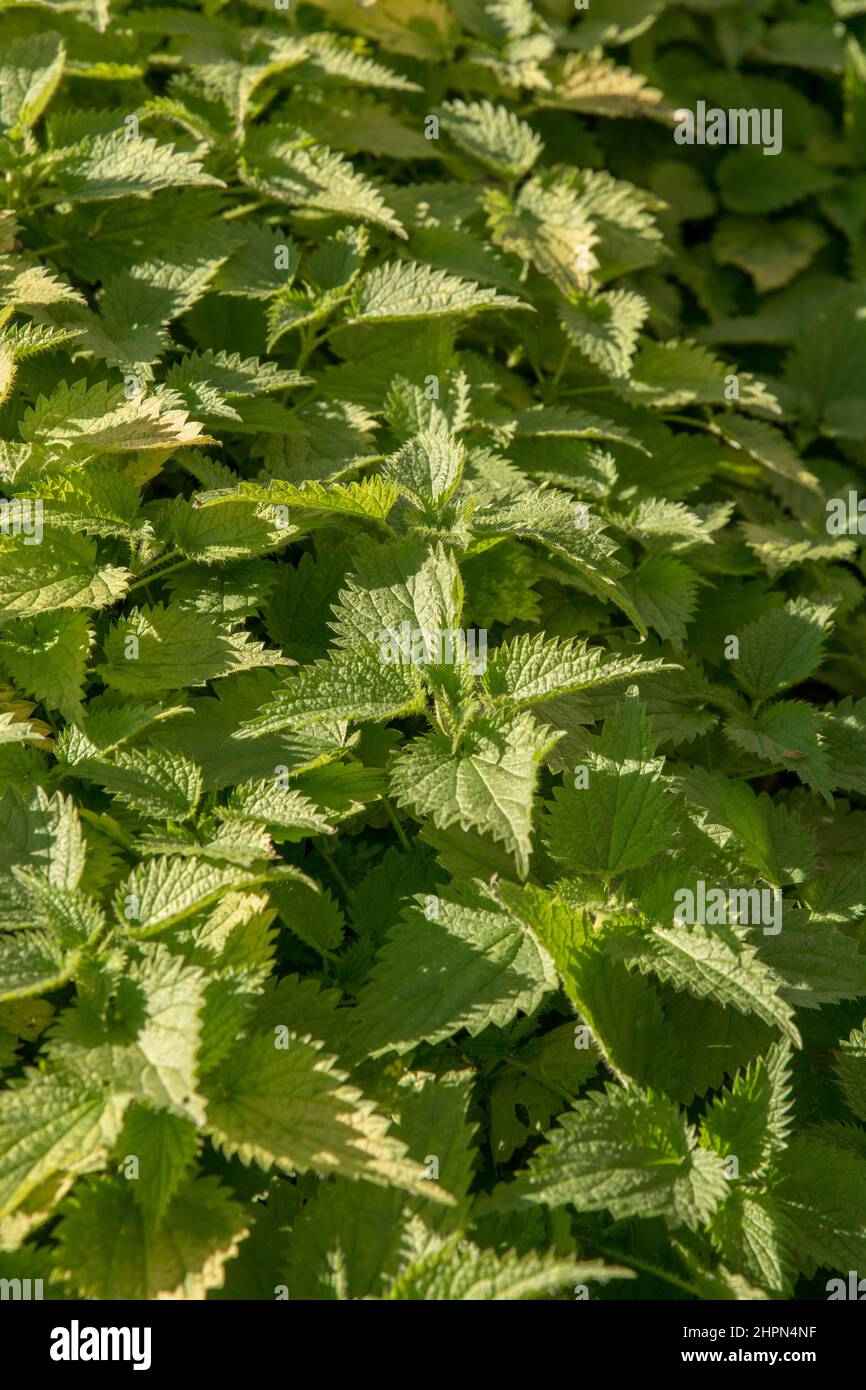 Stinging nettles (Urtica dioica) in the garden. The plant is also known ...