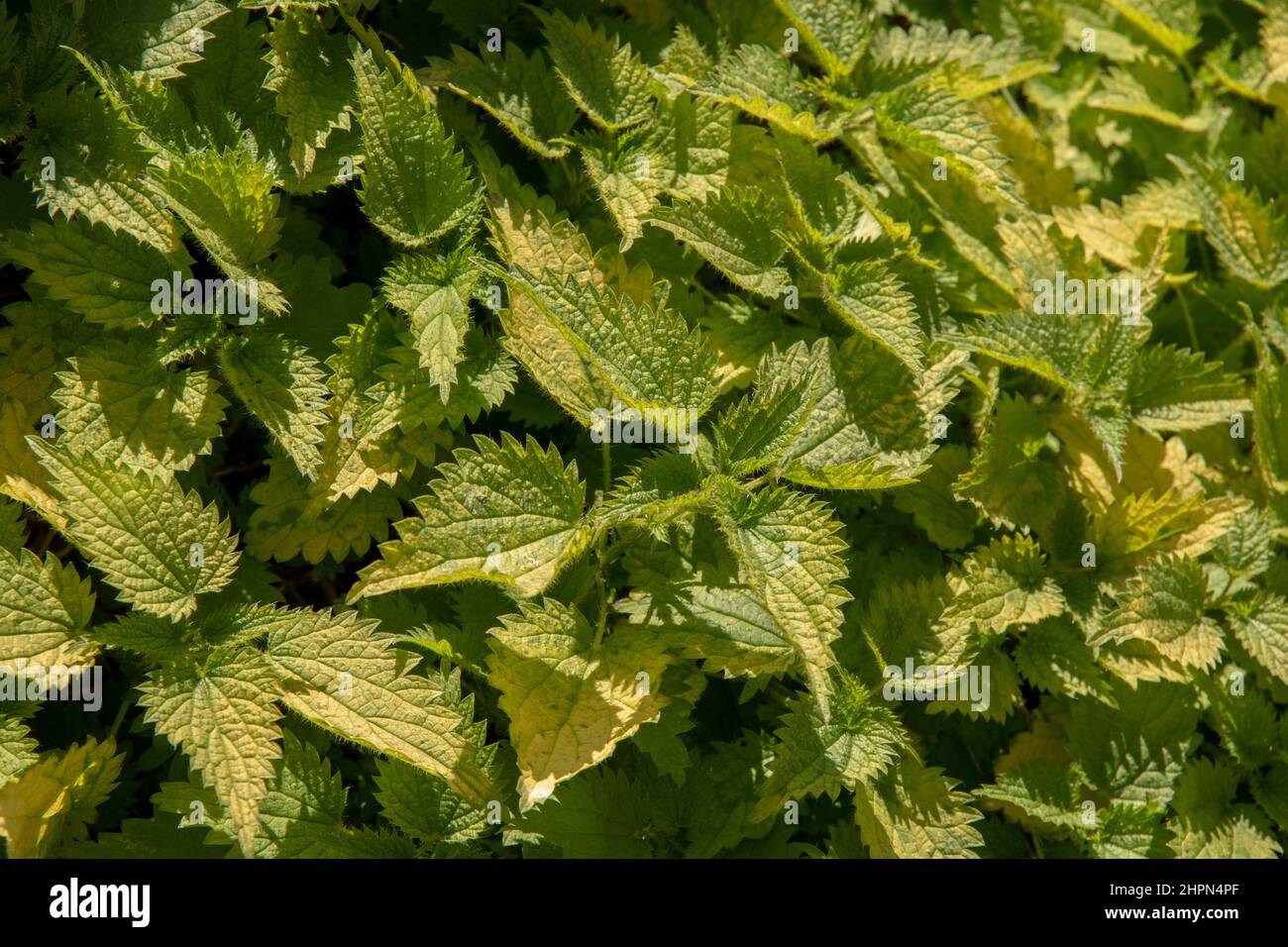 Stinging nettles (Urtica dioica) in the garden. The plant is also known ...