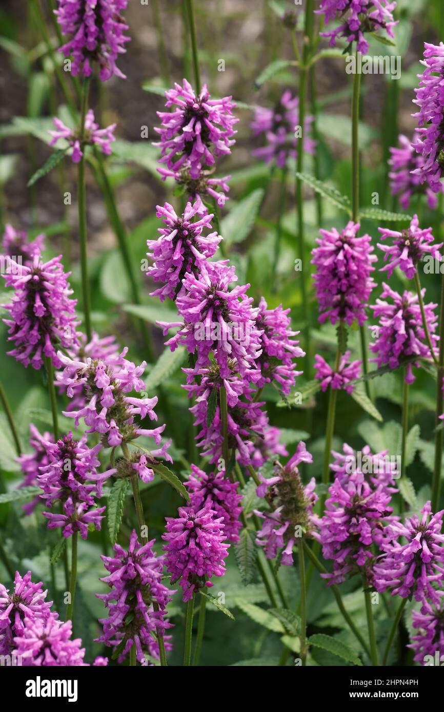 Common hedgenettle (Betonica officinalis). Called Betony, Purple betony ...