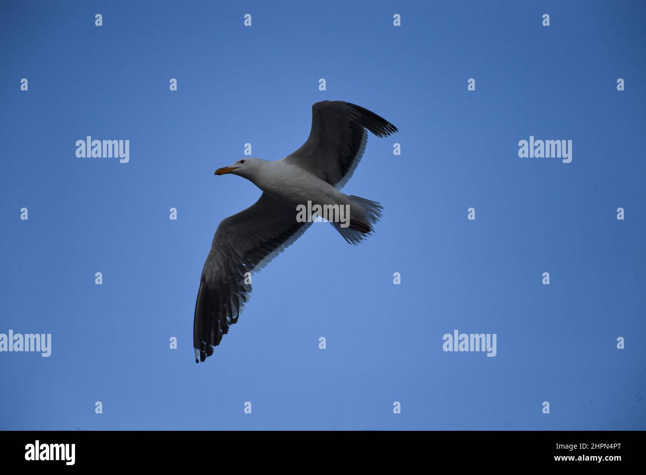 Seagull in flight Stock Photo - Alamy