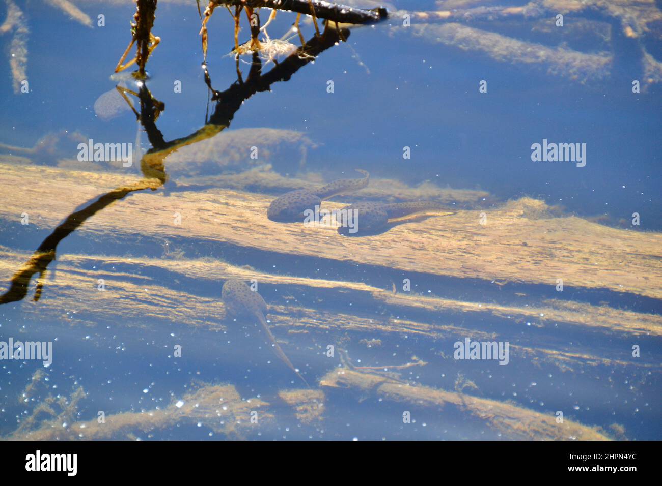 Closeup of tadpoles resting on submerged log at Algonquin Park during ...