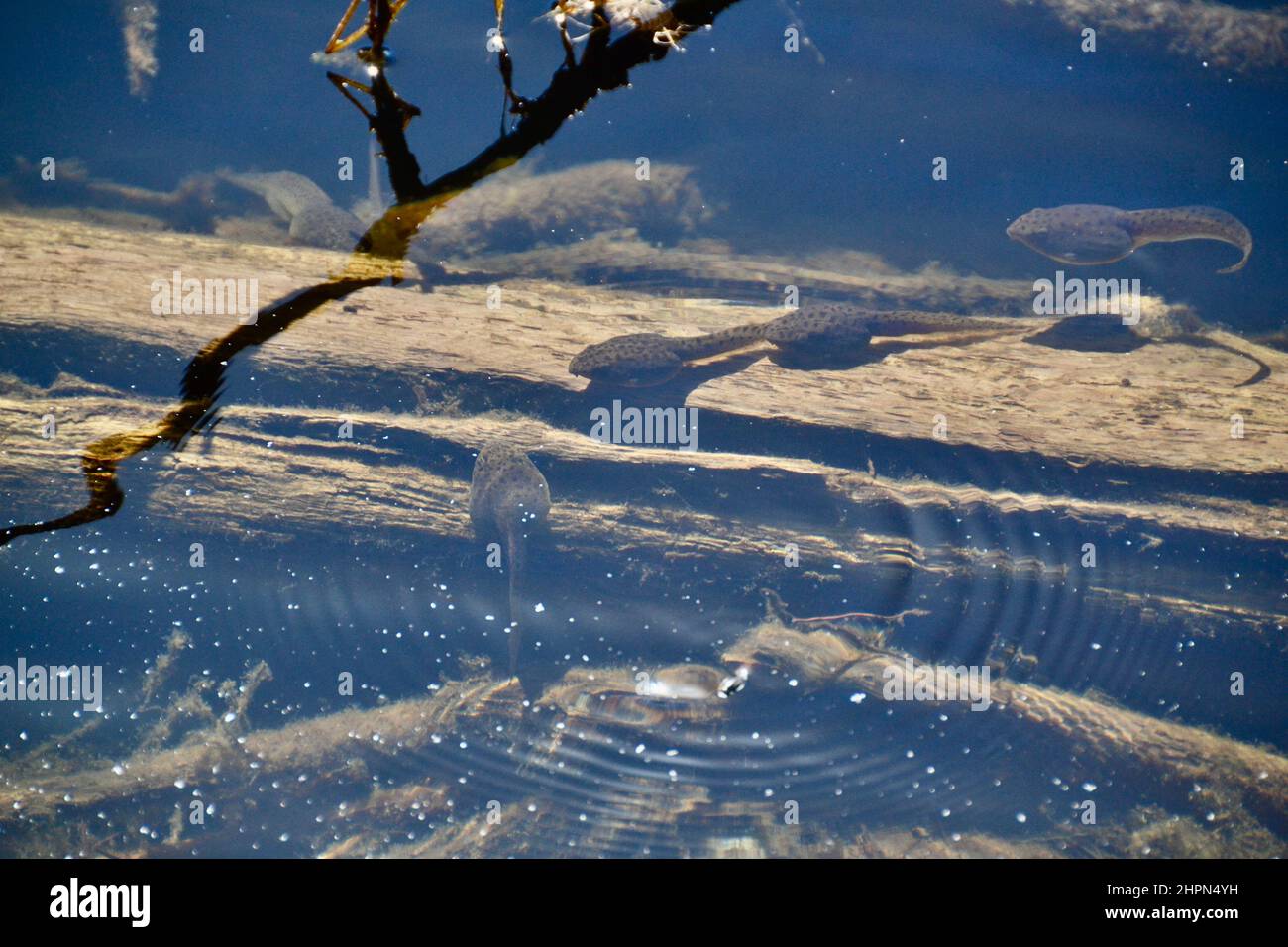 Group of tadpoles just below water surface at Algonquin Park during ...