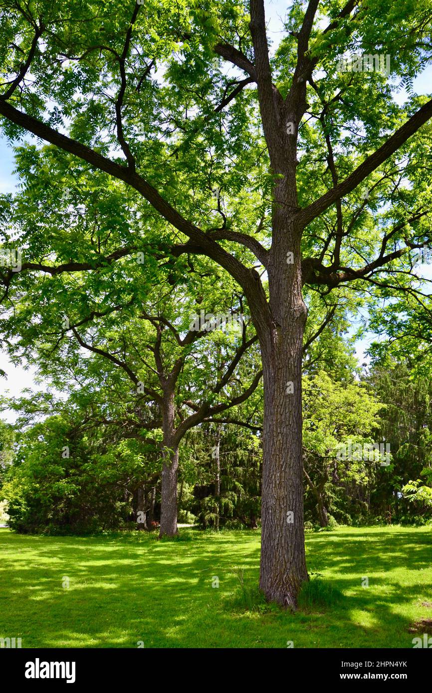 Dominion arboretum hi-res stock photography and images - Alamy