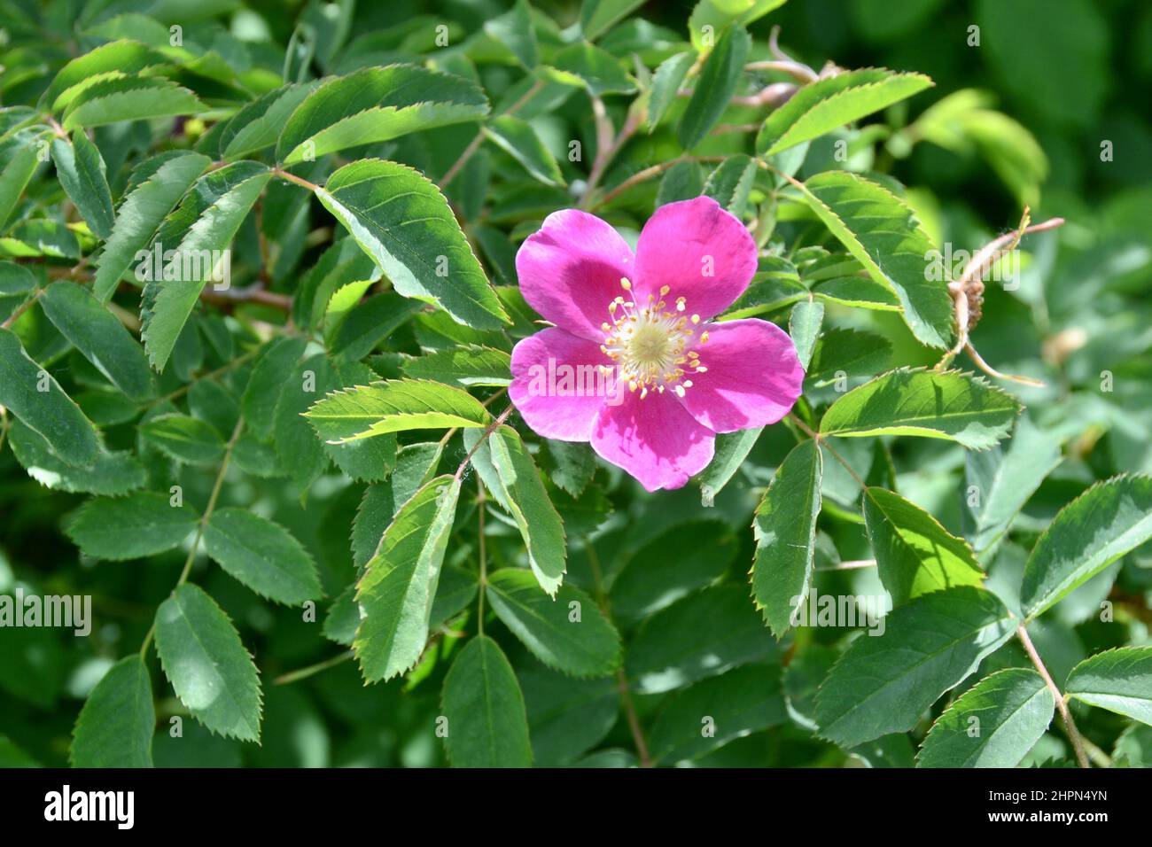 Close of pink wild rose in bloom during Spring Stock Photo - Alamy