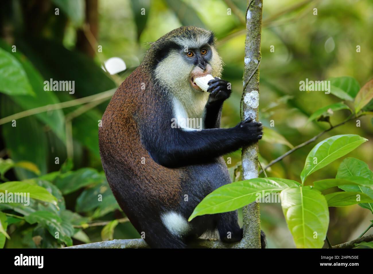 Mona monkey (Cercopithecus mona) eating in a tree, Grand Etang National ...