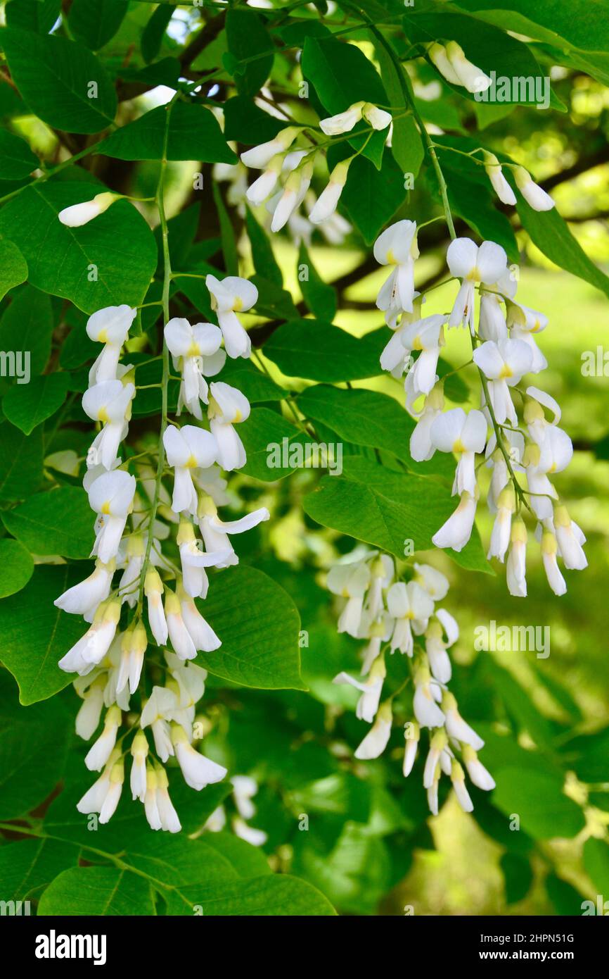 Lush flower clusters hi-res stock photography and images - Alamy