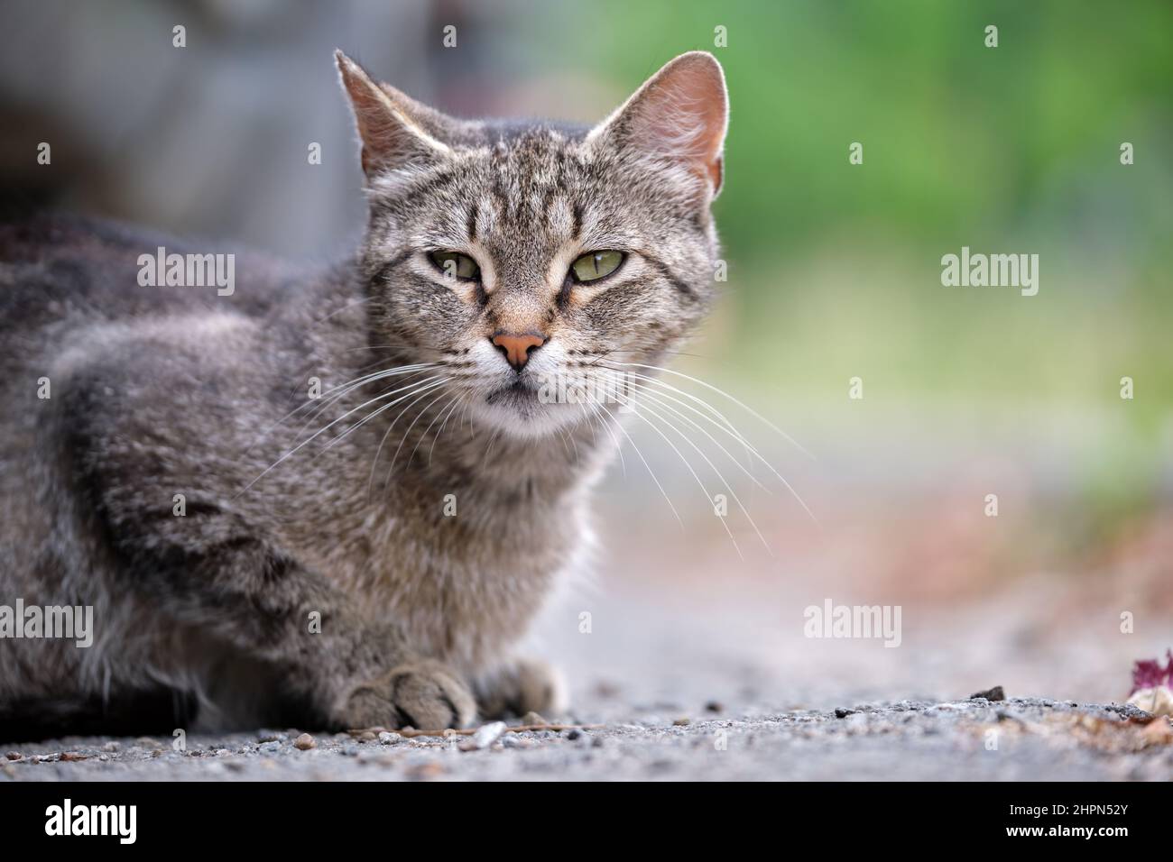 Big gray stray cat resting on steet outdoors in summer Stock Photo - Alamy
