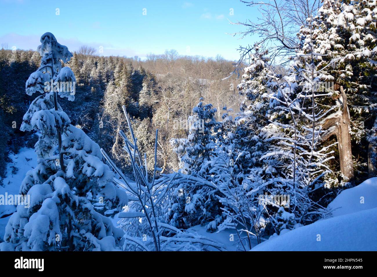 Frozen treetops and scenic view towards river valley at Inglis Falls ...