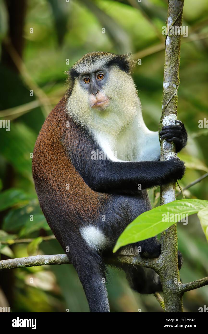 Mona monkey (Cercopithecus mona) sitting on a tree, Grand Etang ...