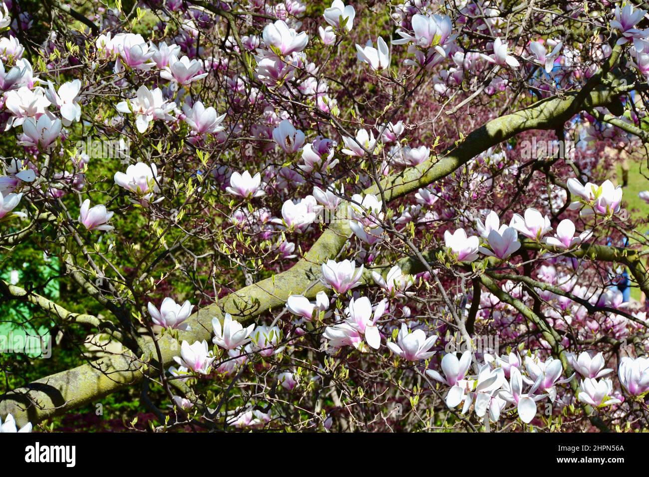 Large colourful flowers blooming around large tree branch at High Park ...