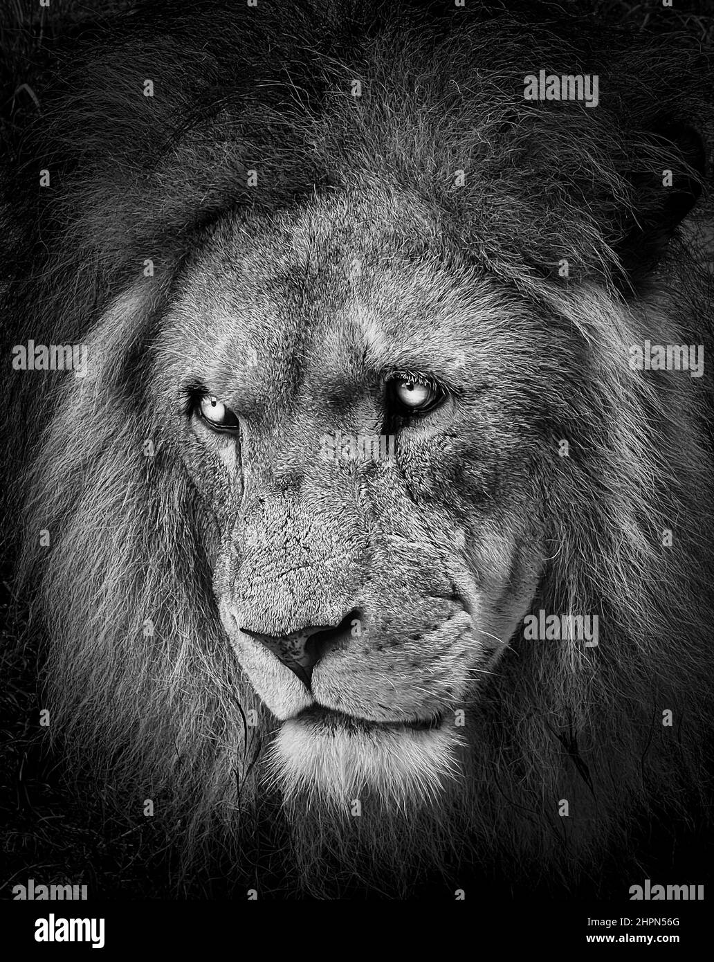Lion jungle Black and White Stock Photos & Images - Alamy
