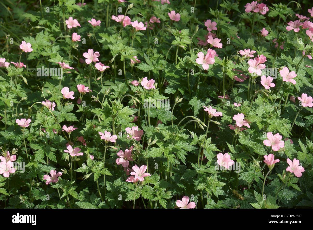 Endress cranesbill (Geranium endressii). Called French cranesbill also ...