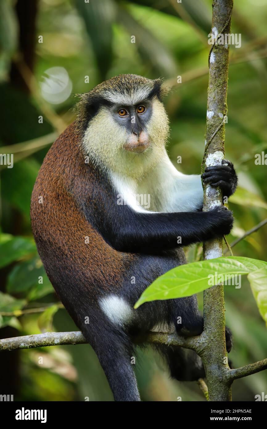 Mona monkey (Cercopithecus mona) sitting on a tree, Grand Etang ...