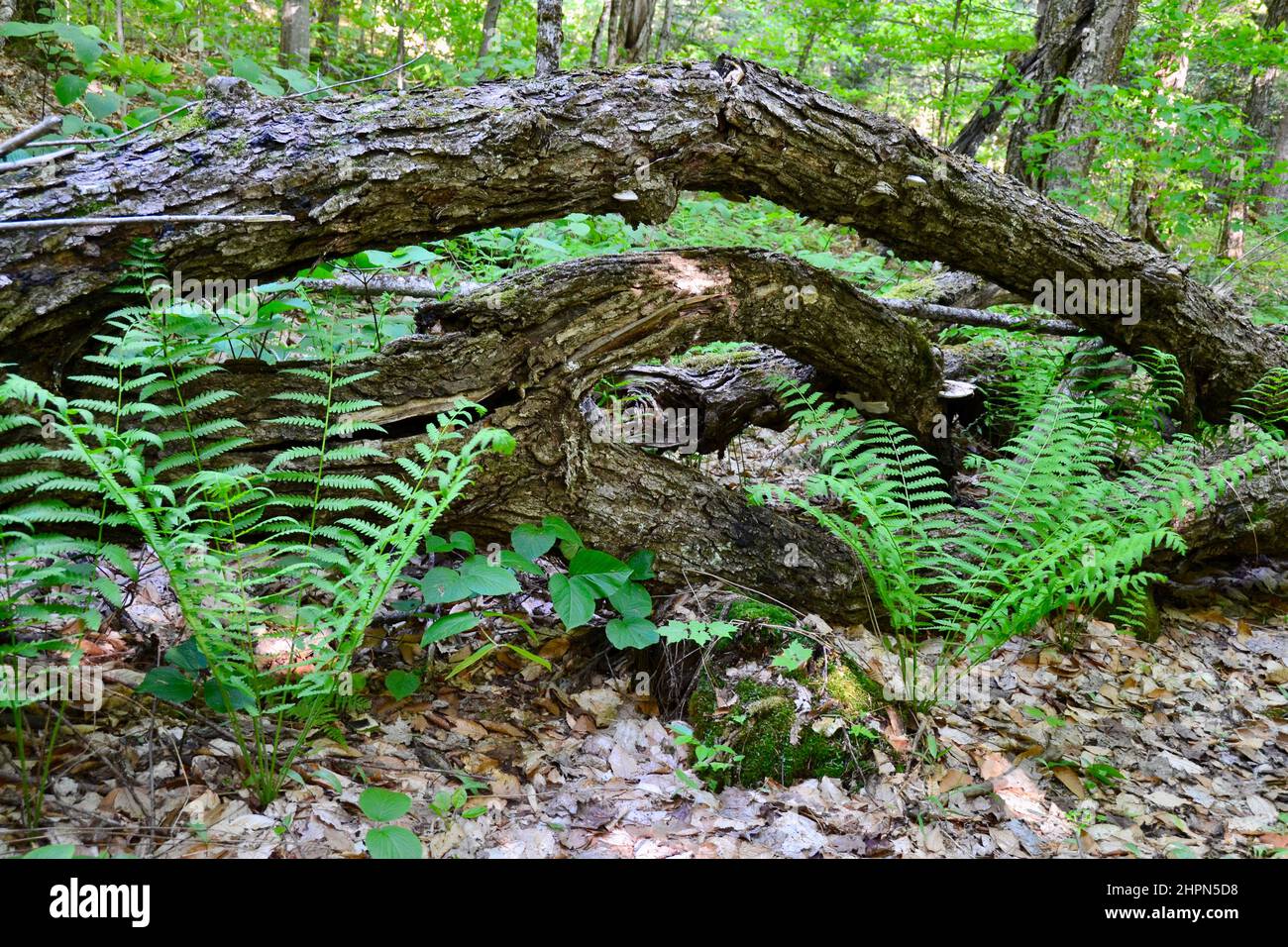Ferns under growing under large bent tree branch along hiking trail at ...