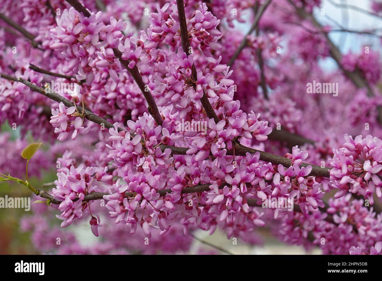 Eastern redbud (Cercis canadensis). State tree of Oklahoma Stock Photo ...