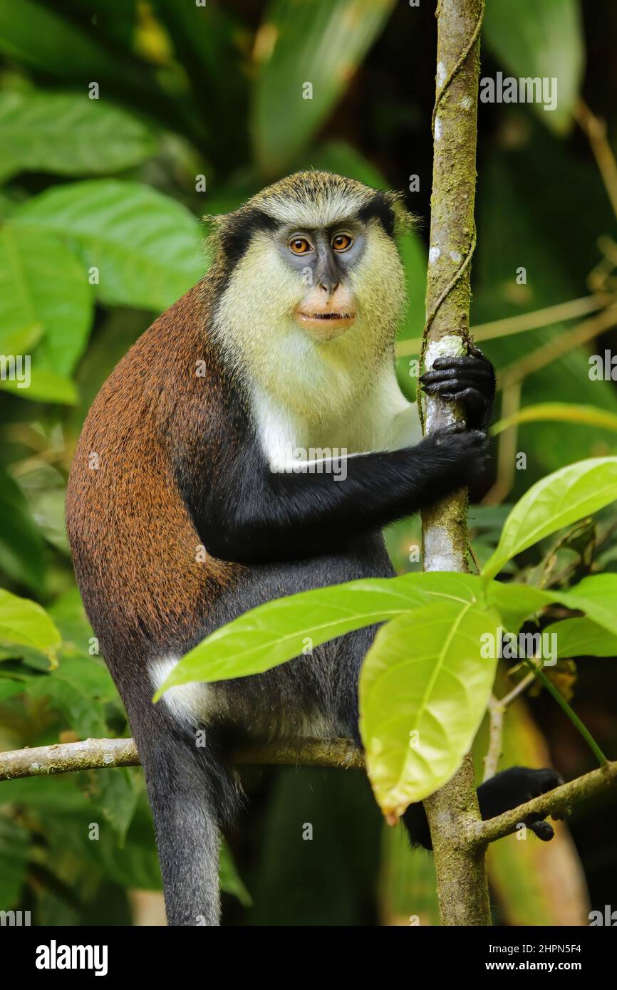 Mona monkey (Cercopithecus mona) sitting on a tree, Grand Etang ...