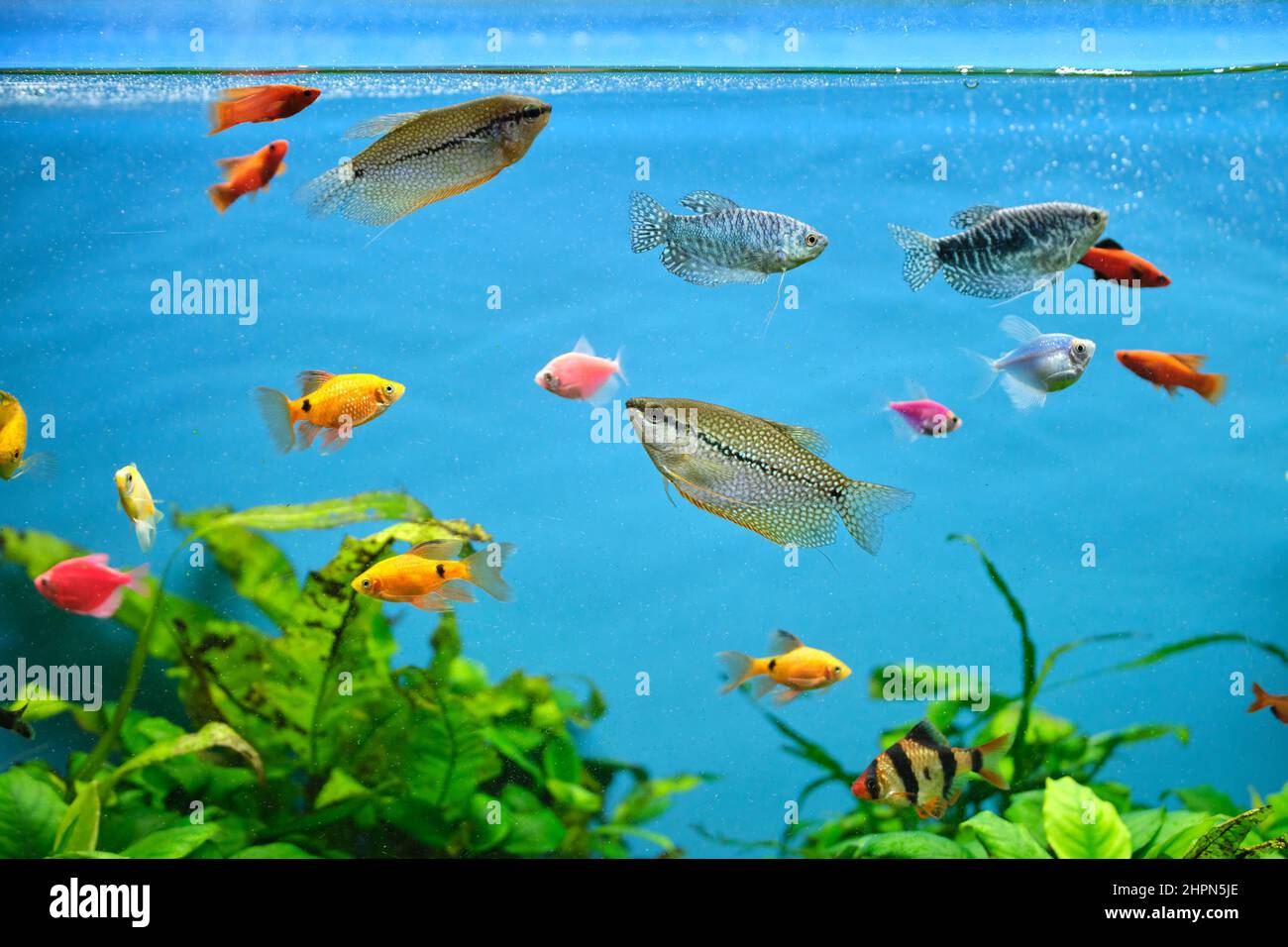 Colorful exotic fish swimming in deep blue water aquarium with green ...