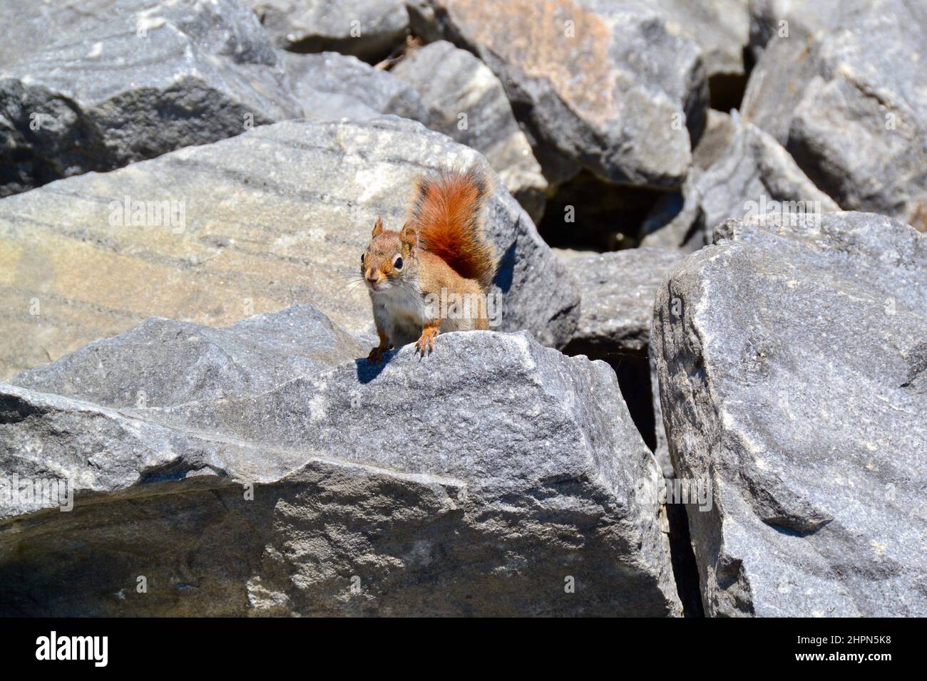 Cute American red squirrel (Tamiasciurus hudsonicus) peaking out from ...