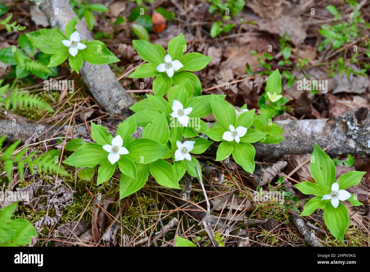 Group of white bunchberry flowers (Cornus canadensis) blooming on ...