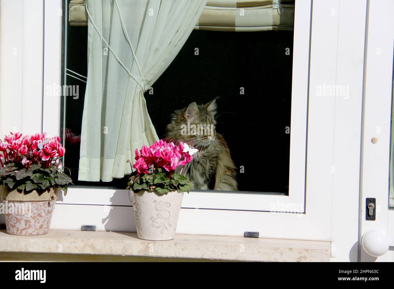Tabby cat looking out window hi-res stock photography and images - Alamy